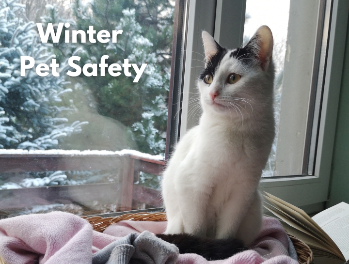 5 Winter Safety Pet Tips | Cold Weather + Pets